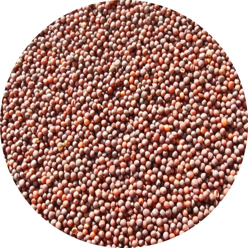 SEMILLA DE NABO X 1KG | NUTRIFERZA